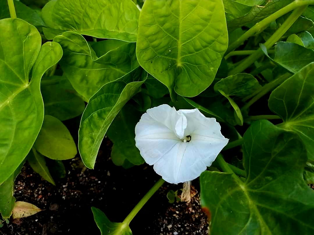 Water convolvulus 蕹菜 Bright Summer - 2000seeds